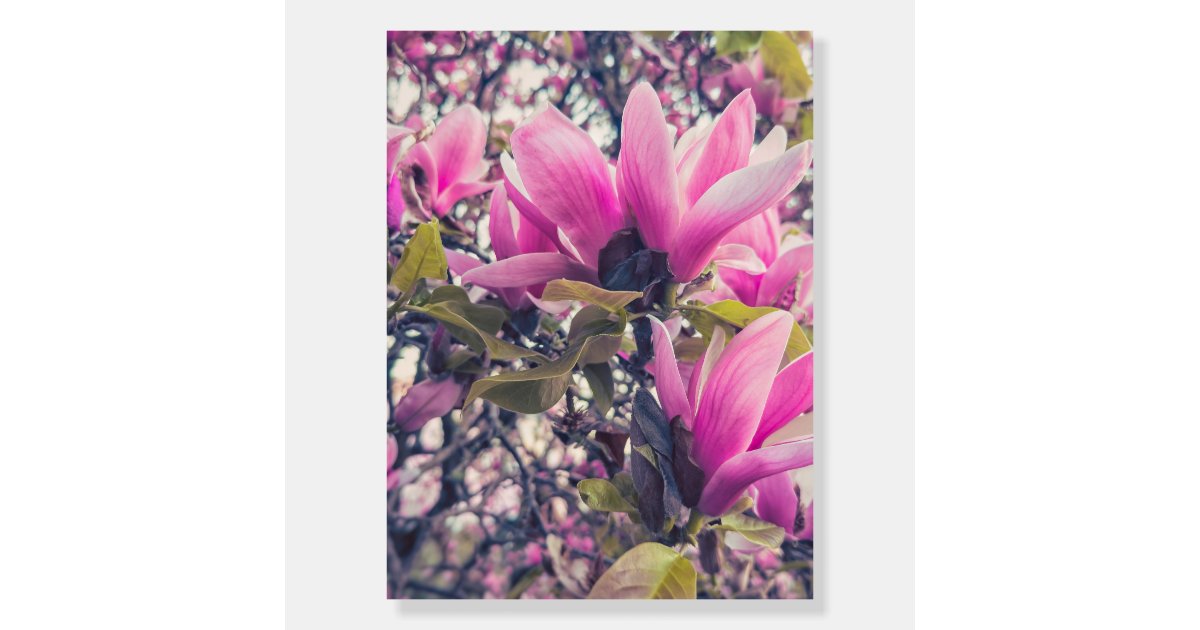Magnolia Blossoms Foam Board | Zazzle