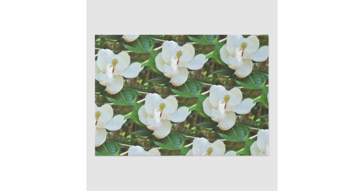 Magnolia Blossoms Tissue Paper | Zazzle