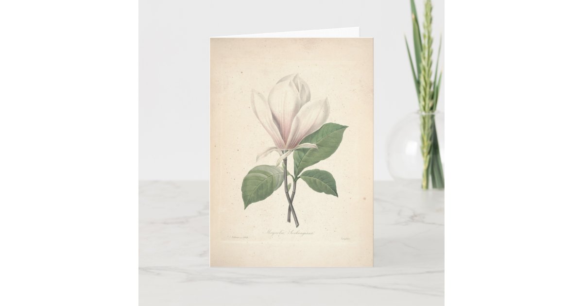 Magnolia By Redoute Sympathy Card | Zazzle