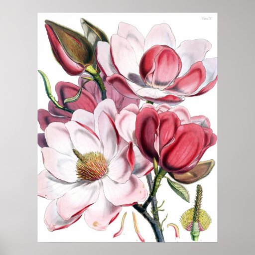 Magnolia Poster | Zazzle