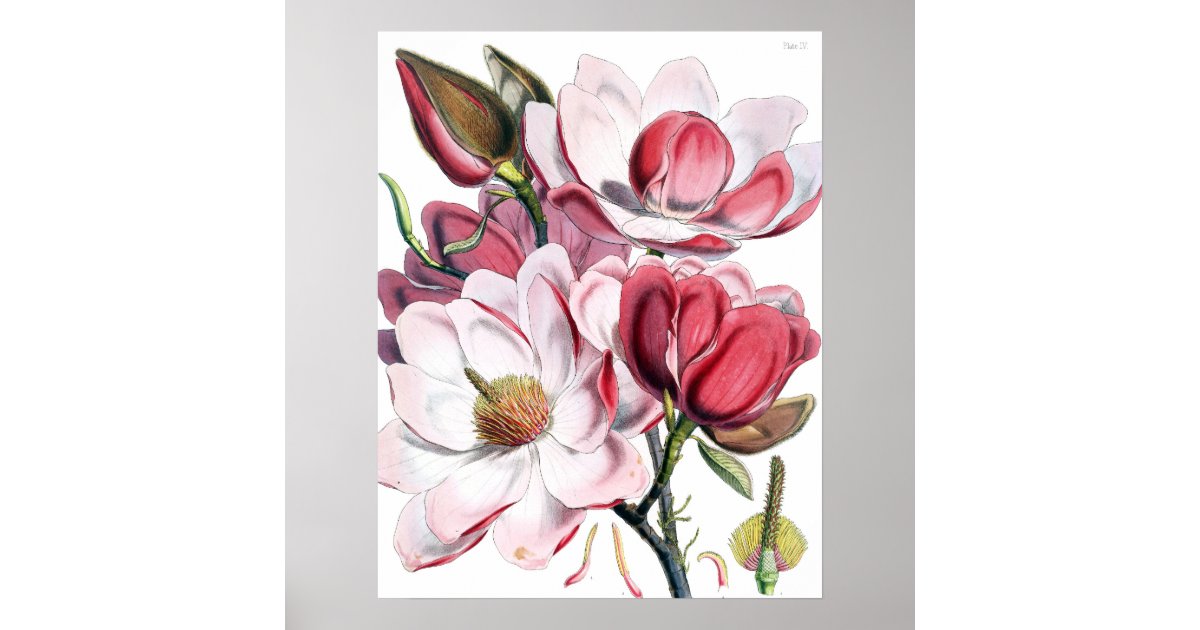 Magnolia Poster | Zazzle