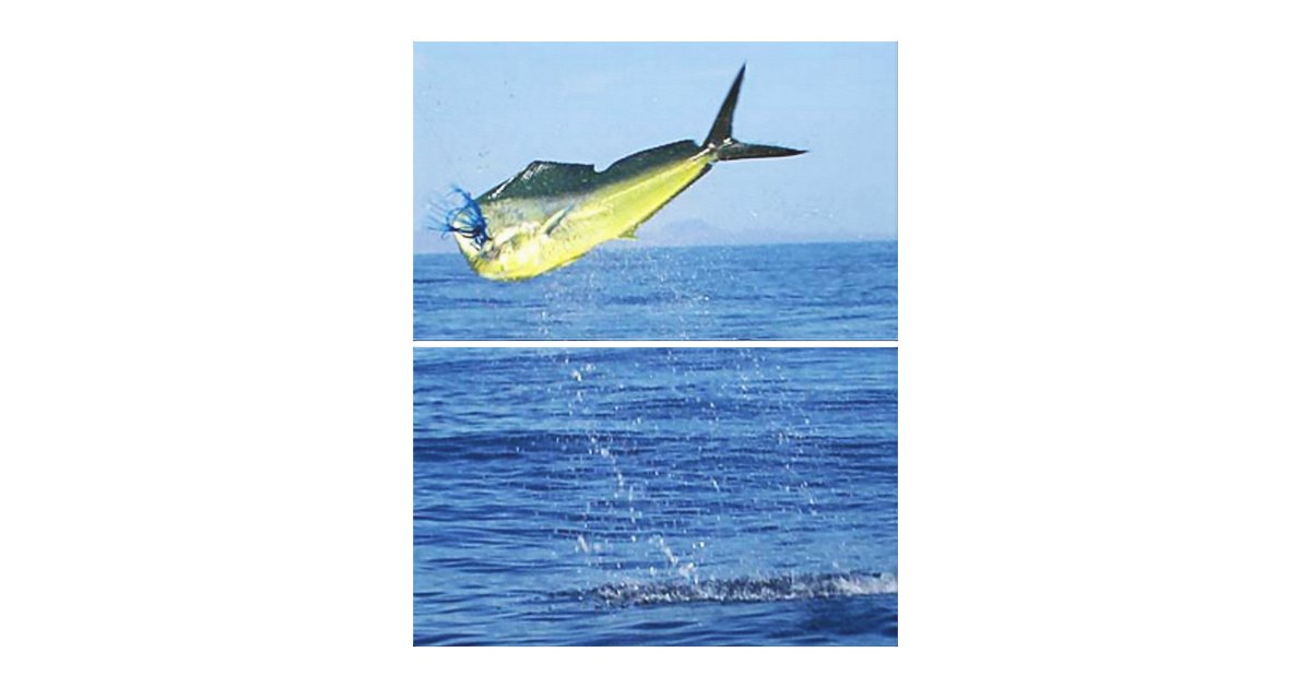 MAHI MAHI CANVAS PRINT | Zazzle
