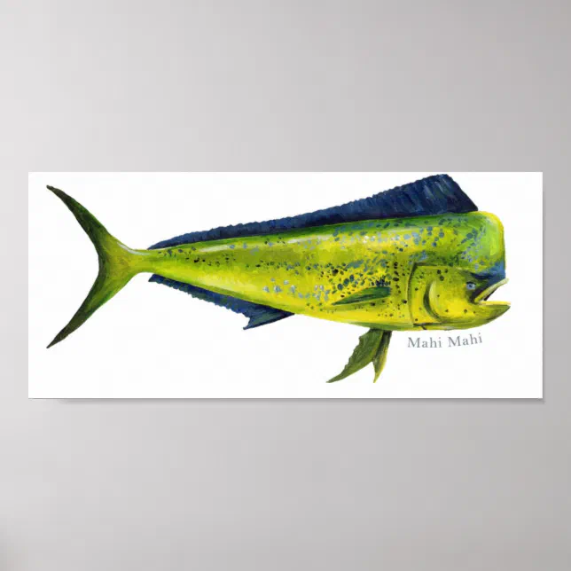 Mahi-Mahi fish poster | Zazzle