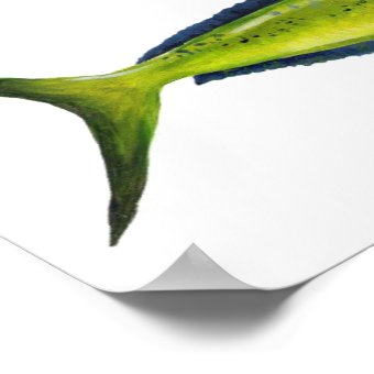 Mahi-Mahi fish poster | Zazzle