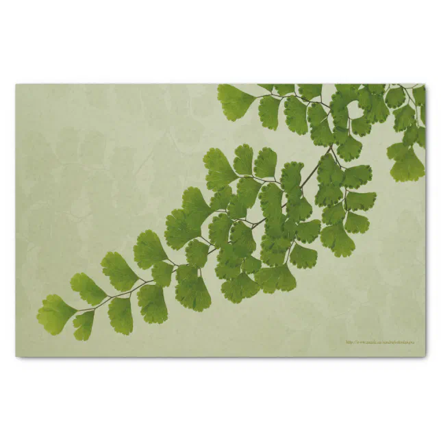 Maiden Hair Fern Frond Tissue Paper | Zazzle