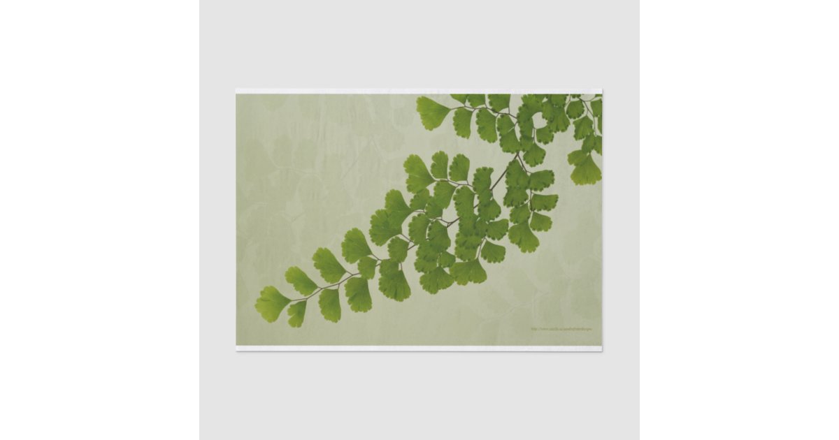 Maiden Hair Fern Frond Tissue Paper | Zazzle