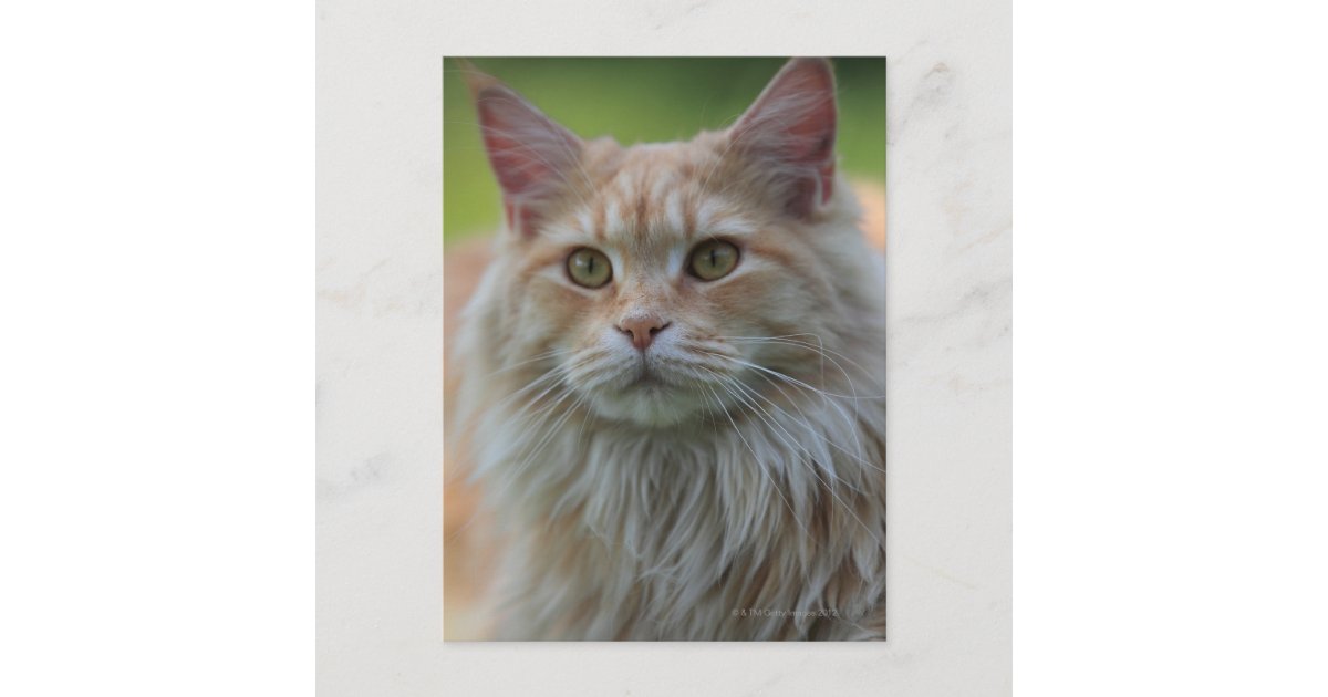 Main coon cat postcard | Zazzle