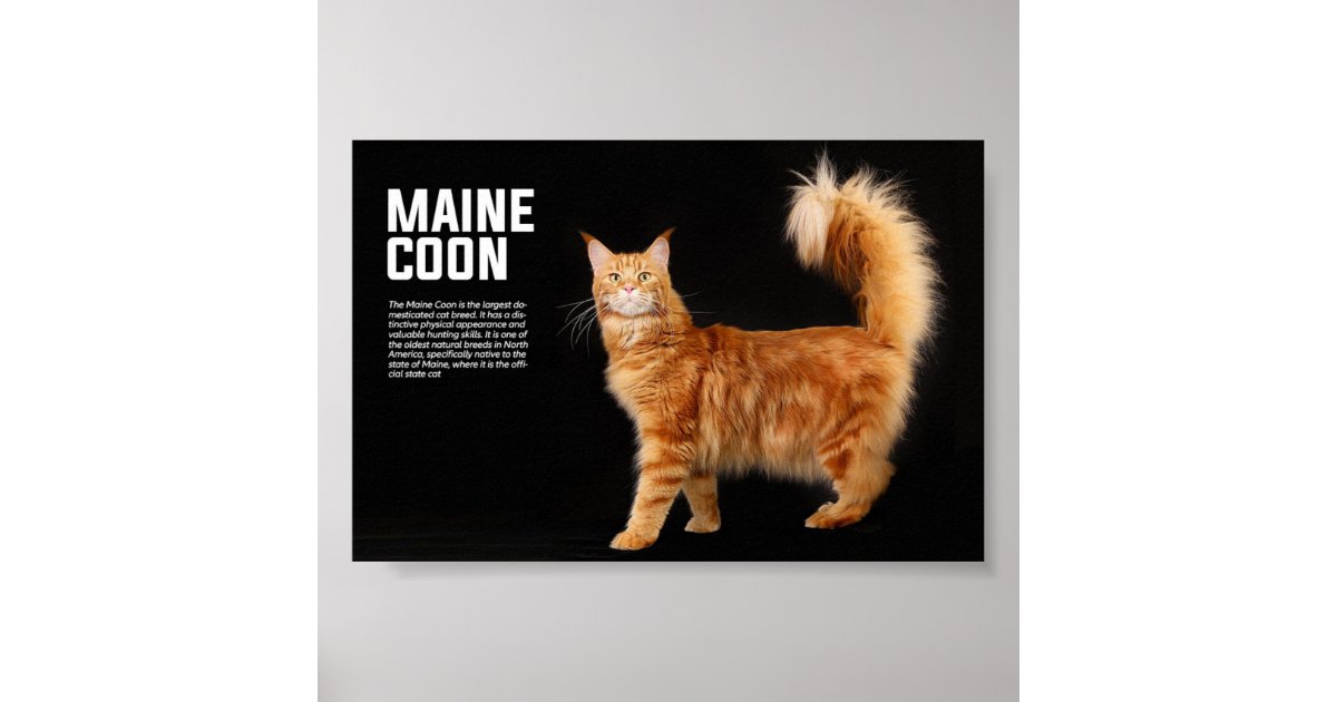 Maine Coon Cat Breed Poster | Zazzle