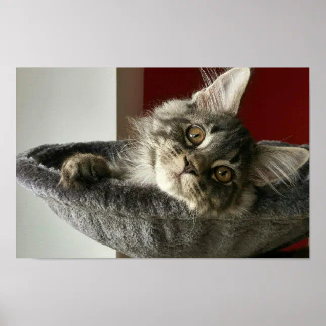 Maine Coon Kitten Poster | Zazzle