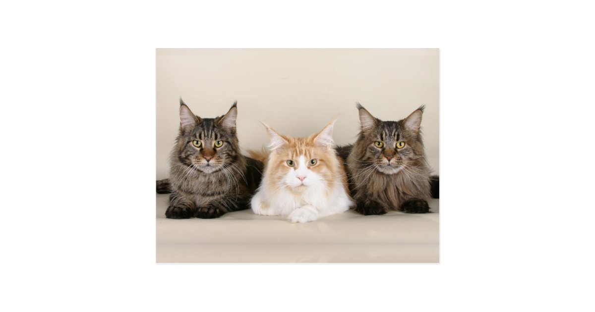 Maine Coon Kitty Cat Cute Fun Postcard | Zazzle.com
