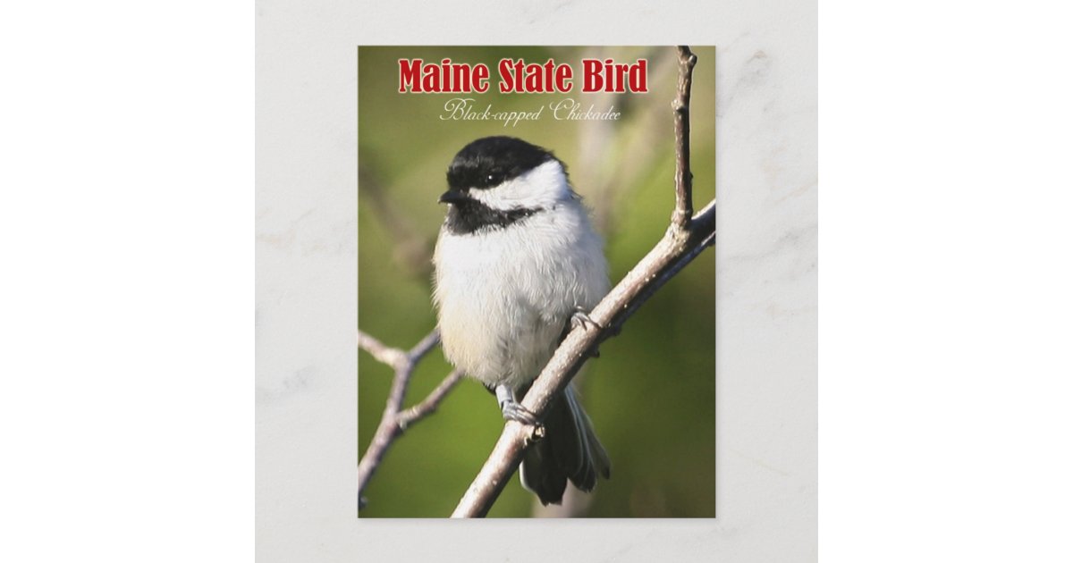 Maine State Bird - Black-capped Chickadee Postcard | Zazzle