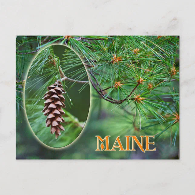Maine State Flower: White Pine Cone and Tassel Postcard | Zazzle