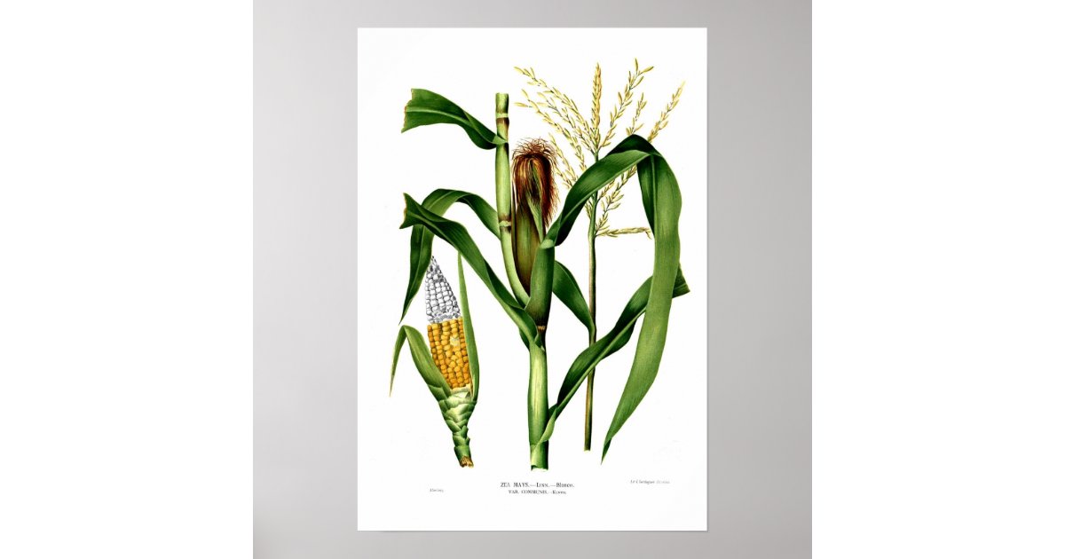 Maize Poster | Zazzle