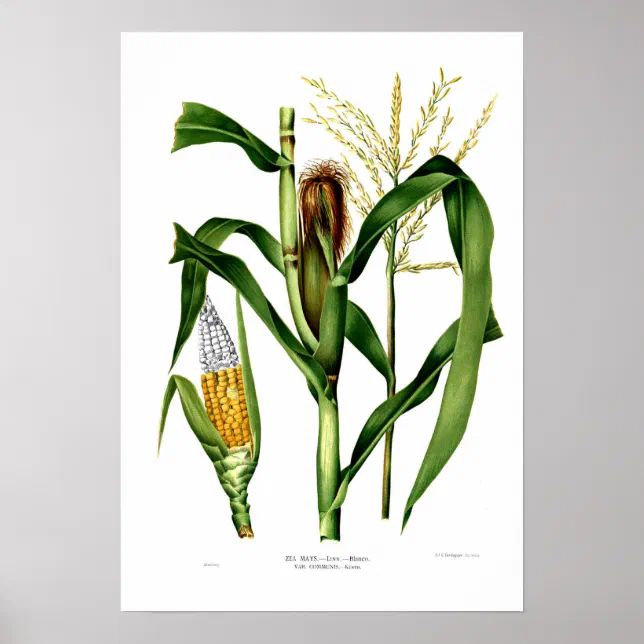 Maize Poster | Zazzle