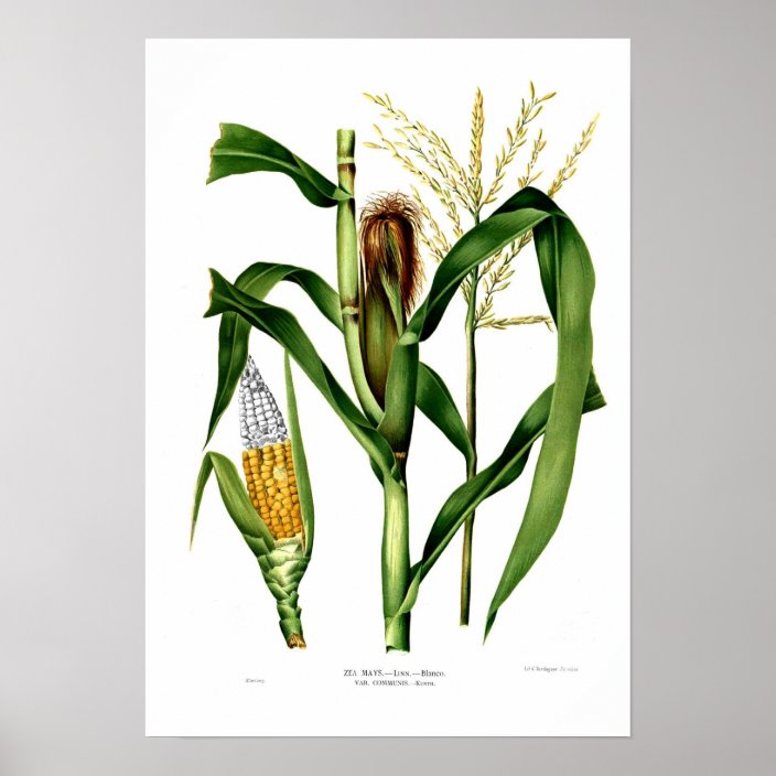 Maize Poster | Zazzle.com