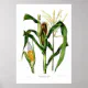 Maize Poster | Zazzle