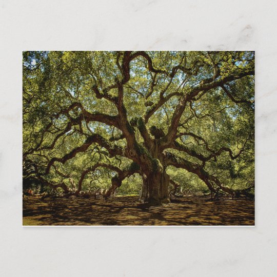 Majestic Angel Oak Postcard | Zazzle.com