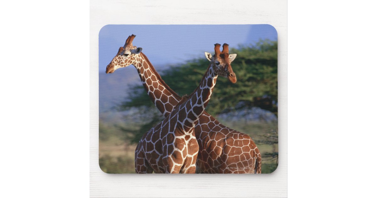 Majestic Giraffes Mouse Pad | Zazzle