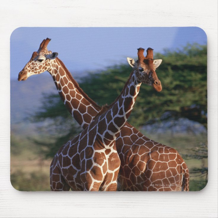 Majestic Giraffes Mouse Pad | Zazzle