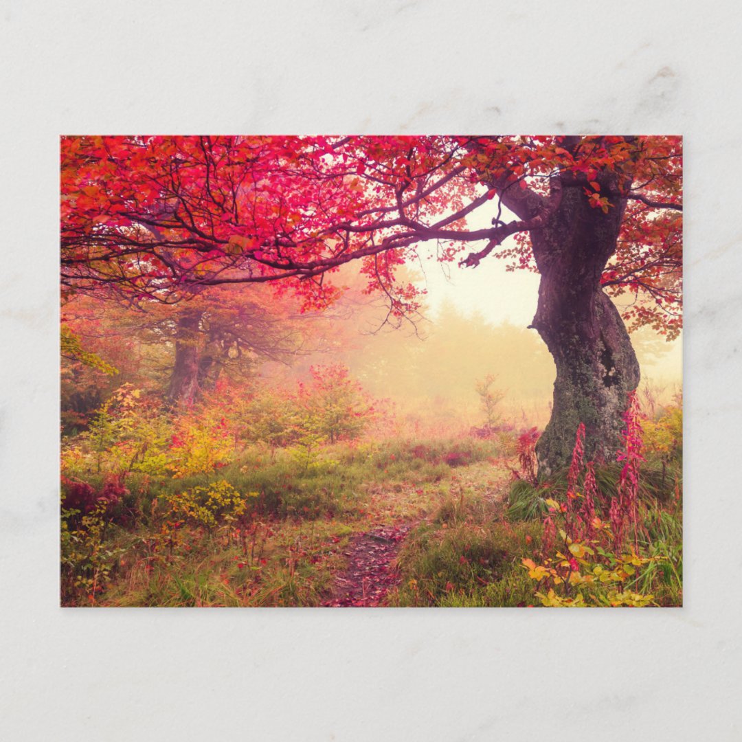 Majestic Landscape With Autumn Trees In Forest Postcard | Zazzle