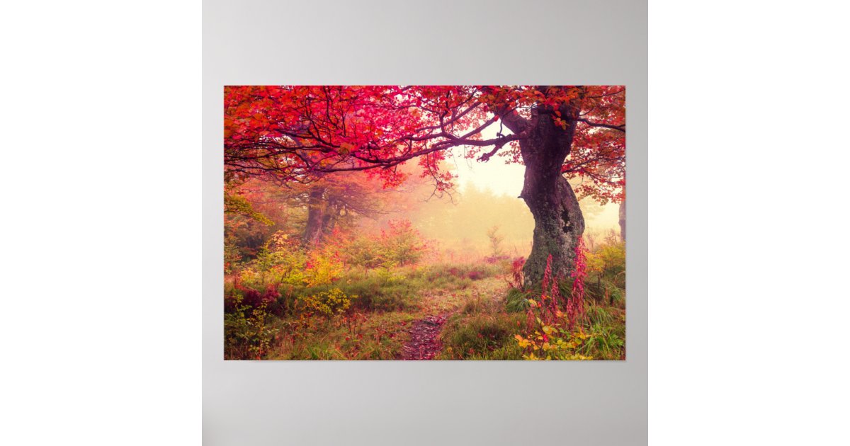 Majestic Landscape With Autumn Trees In Forest Poster | Zazzle