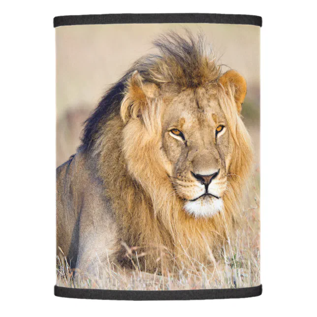 Majestic lion lamp shade | Zazzle