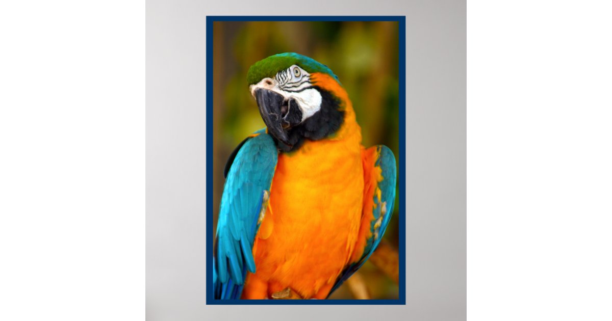 Majestic Macaw Poster | Zazzle