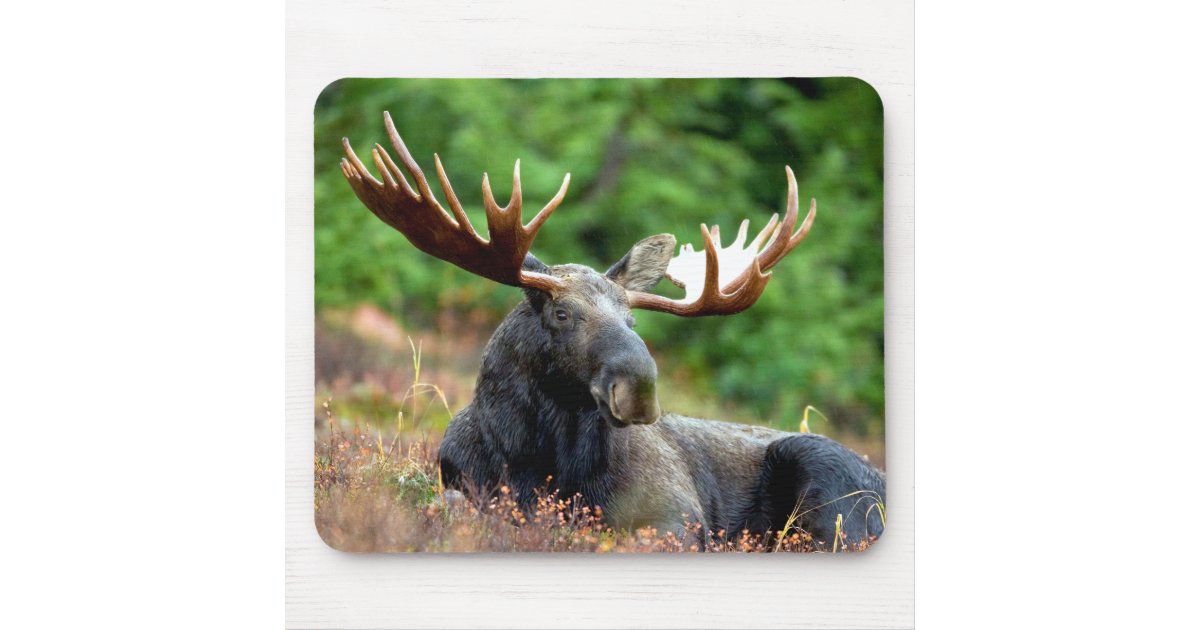 Majestic Moose Meadow Mouse Pad | Zazzle