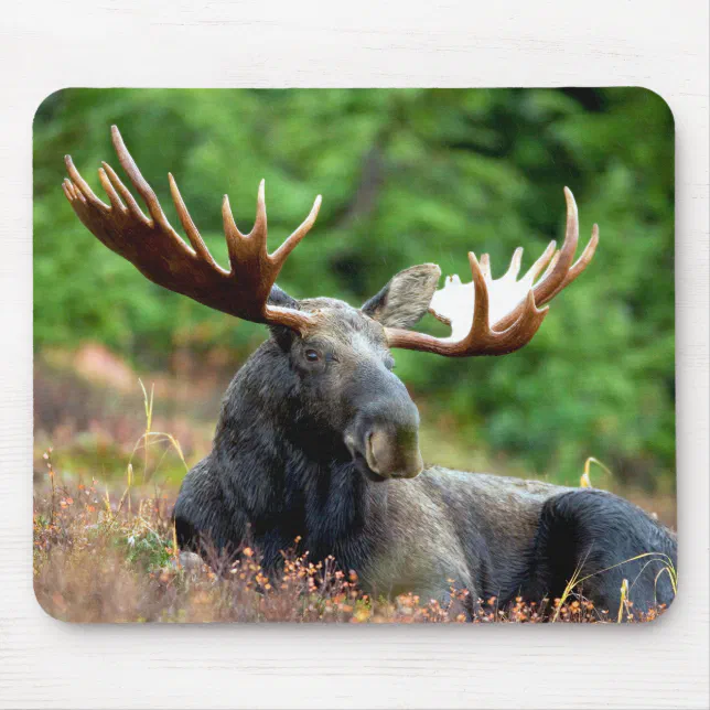 Majestic Moose Meadow Mouse Pad | Zazzle