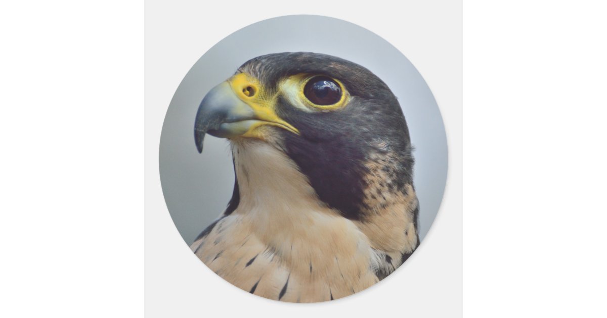 Majestic Peregrine falcon Classic Round Sticker | Zazzle