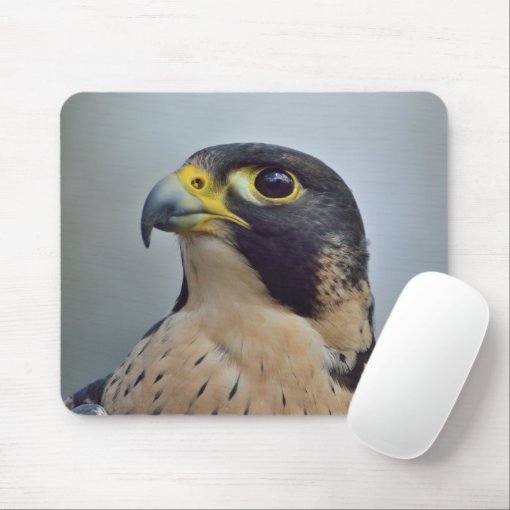 Majestic Peregrine falcon Mouse Pad | Zazzle