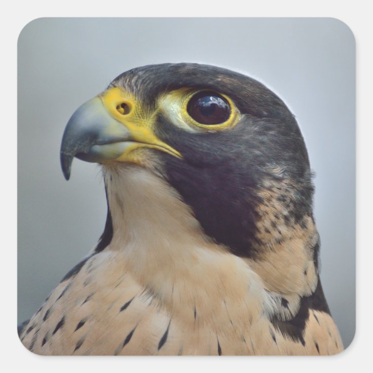 Majestic Peregrine falcon Square Sticker | Zazzle
