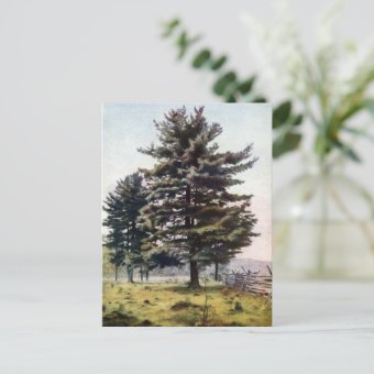 Majestic White Pine Tree Postcard | Zazzle