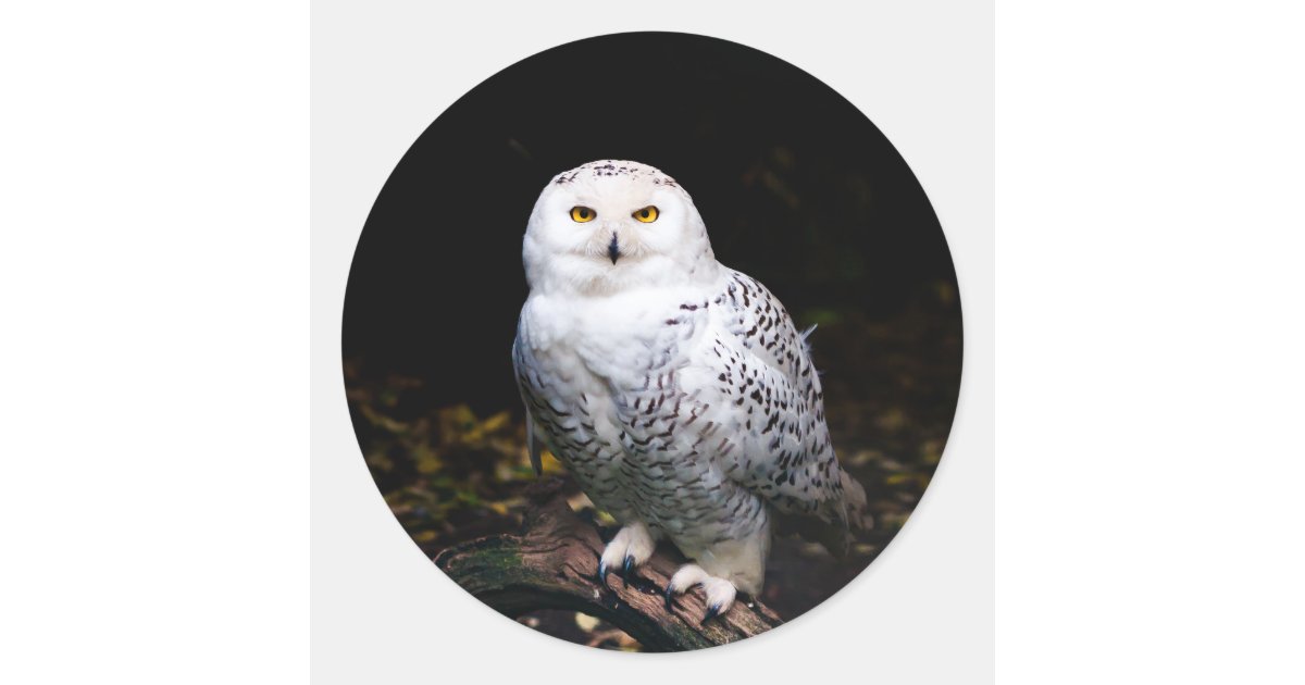 Majestic winter snowy owl classic round sticker | Zazzle