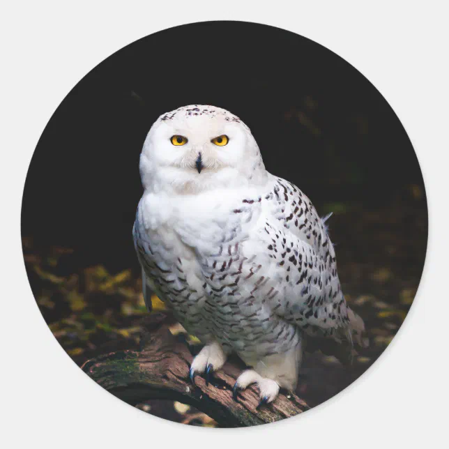 Majestic winter snowy owl classic round sticker | Zazzle