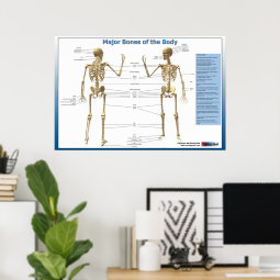 Major Bones of the Body Poster | Zazzle