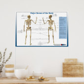 Major Bones of the Body Poster | Zazzle