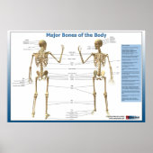 Major Bones of the Body Poster | Zazzle
