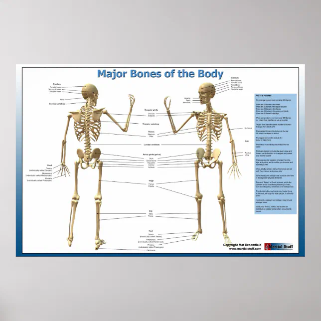 Major Bones of the Body Poster | Zazzle