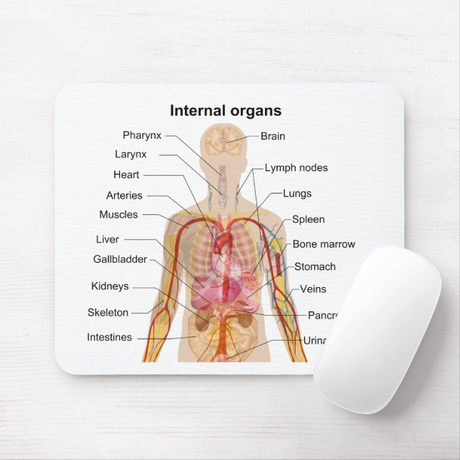 human organs internal