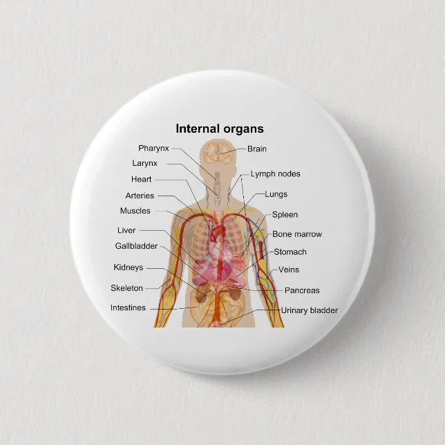 Major Internal Organs in the Human Body Chart Pinback Button | Zazzle