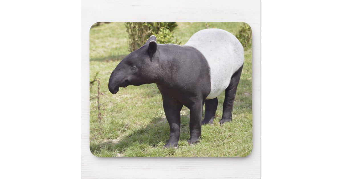 Malayan tapir on grass mouse pad | Zazzle