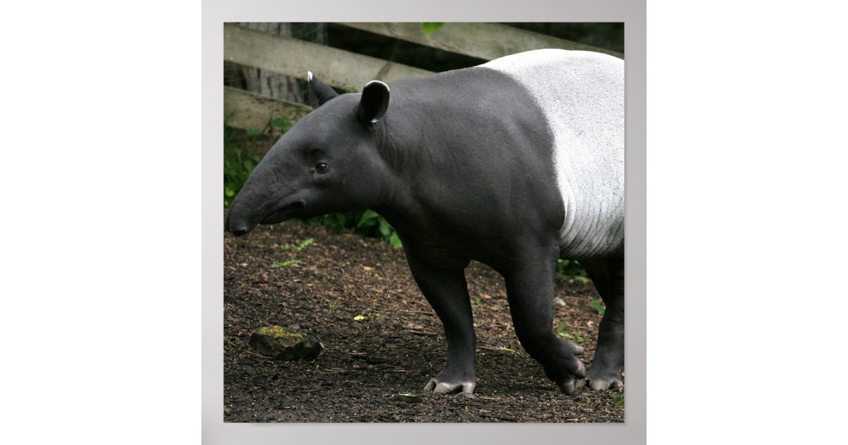 Malayan Tapir Poster | Zazzle