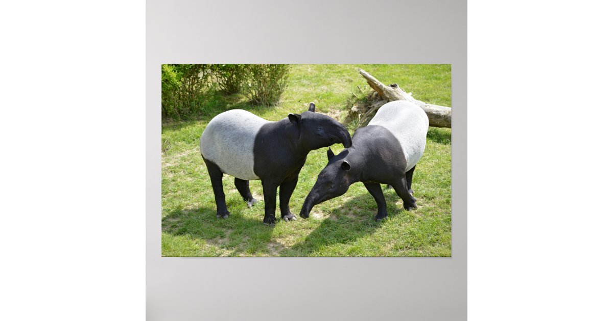 Malayan tapirs on grass poster | Zazzle