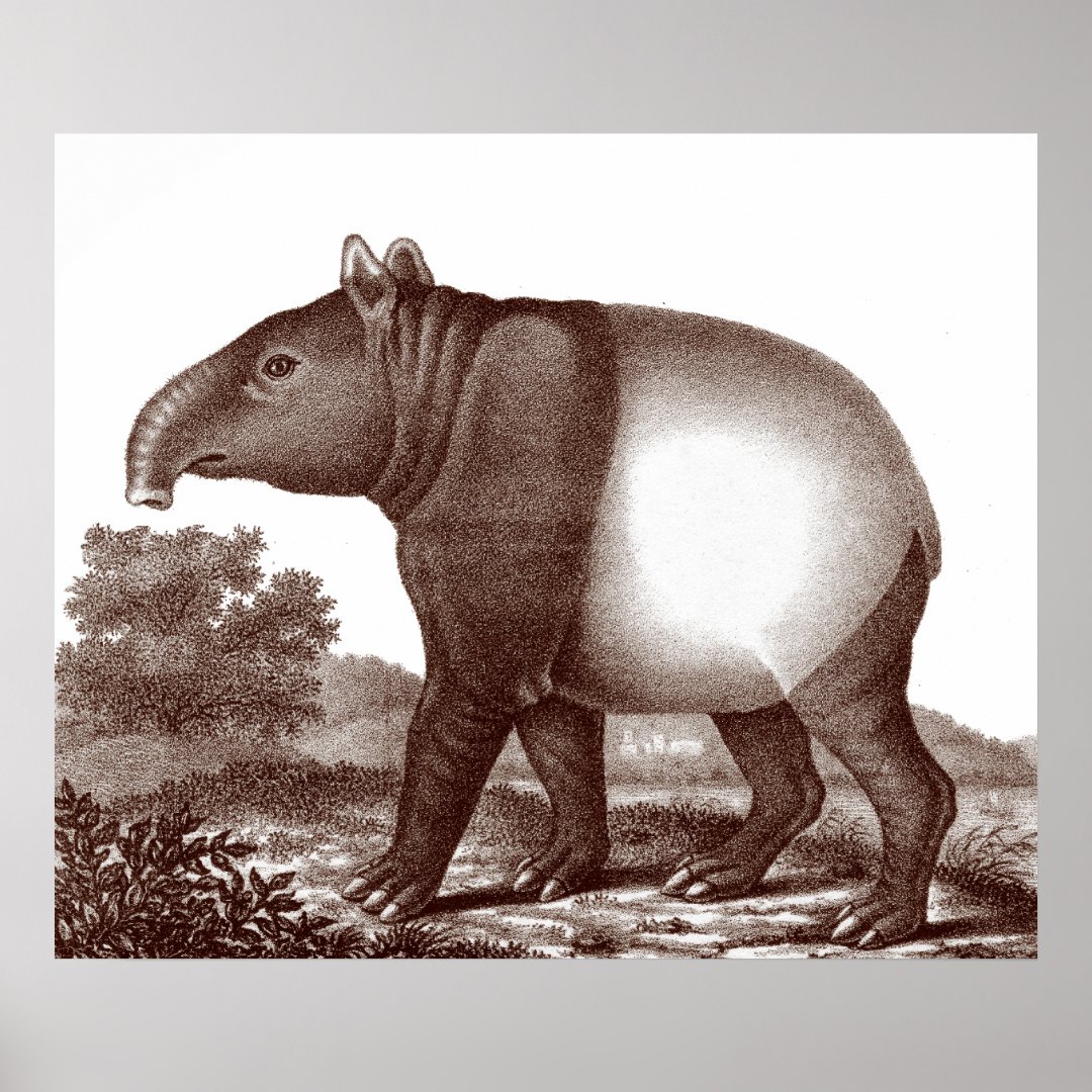 Malaysian Tapir in a Landscape from Antique Print | Zazzle