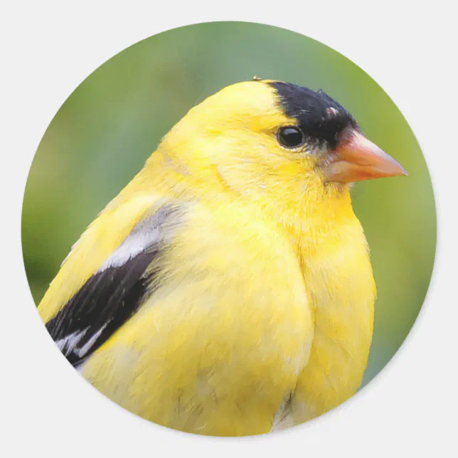 Male American Goldfinch on the Bamboo Classic Round Sticker | Zazzle