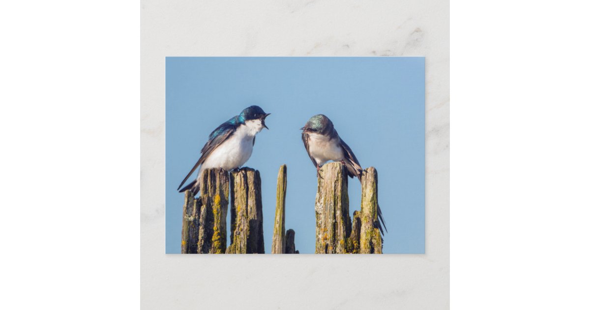Male and female Tree Swallow Postcard | Zazzle