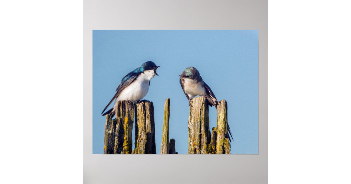 Male and female Tree Swallow Poster | Zazzle