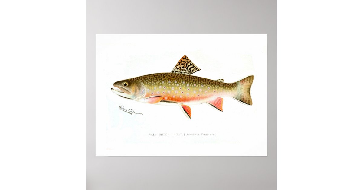 Male Brook Trout Poster | Zazzle