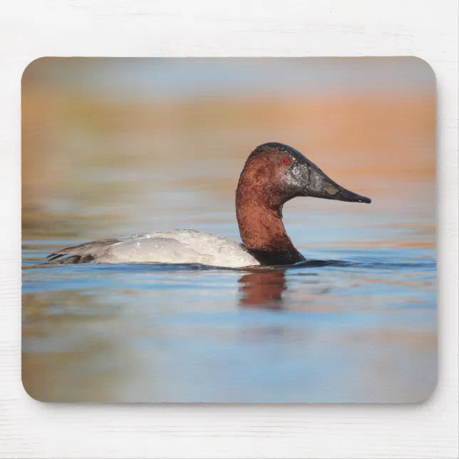 Male canvasback duck mouse pad | Zazzle